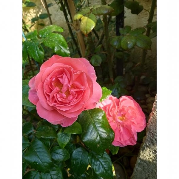 Rosier à grandes fleurs Special Anniversary - Fleurs très doubles, rose ...