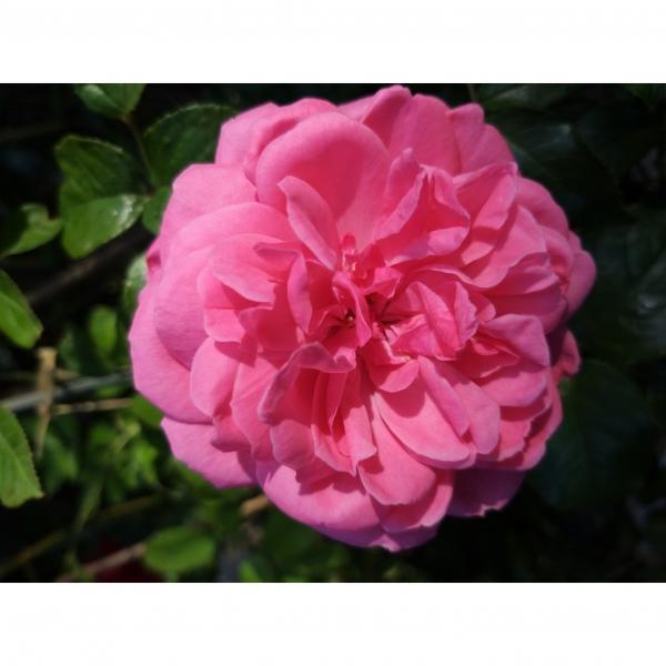 Rosier à grandes fleurs Special Anniversary - Fleurs très doubles, rose ...