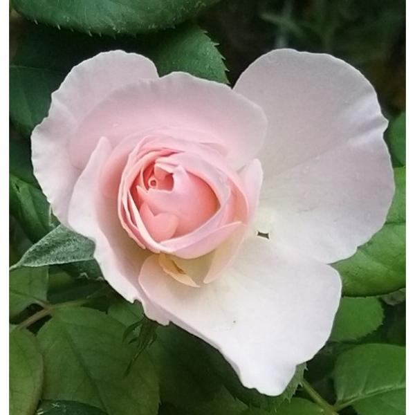 Rosa Pear - Rosier à fleurs semi doubles rose pâle - Parfum épicé et ...