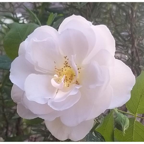Rosa Pear - Rosier à fleurs semi doubles rose pâle - Parfum épicé et ...