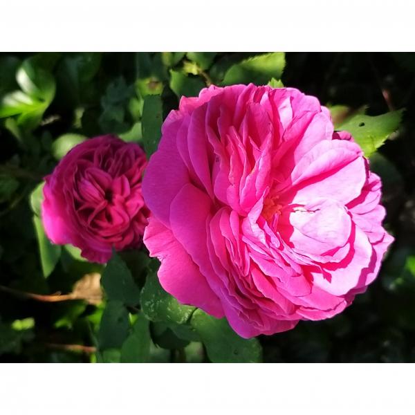 Rosier ancien Mme Issac Pereire - De grandes fleurs très doubles rose ...