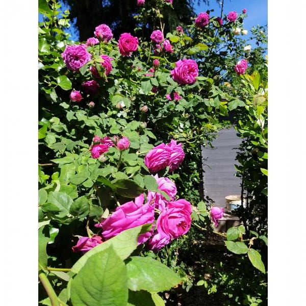 Rosier ancien Mme Issac Pereire - De grandes fleurs très doubles rose ...