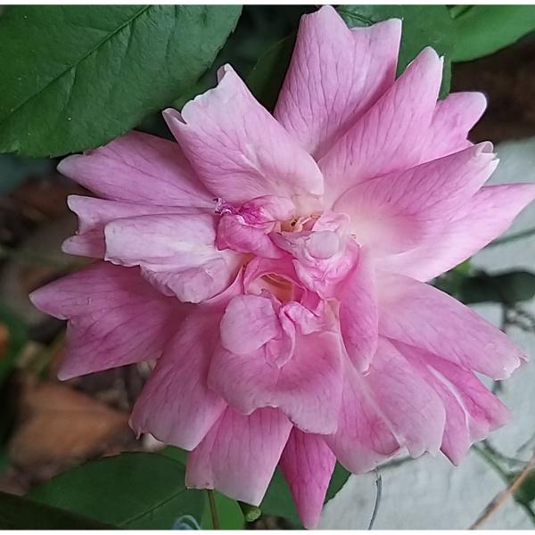 Rosa (x) chinensis Old Blush - Rosier Parsons - Rosier Pink China