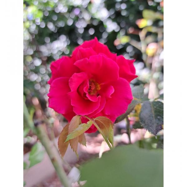 Rosier Docteur Watson, Rosier anglais English Legend, arbustif couleur ...