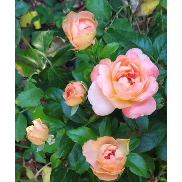 Rosier King Arthur, Rosier anglais English Legend, arbustif couleur abricot