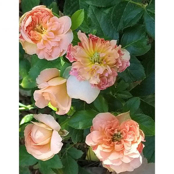 Rosier King Arthur, Rosier anglais English Legend, arbustif couleur abricot