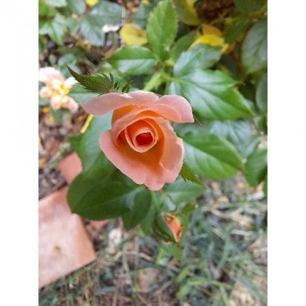 Rosier King Arthur, Rosier anglais English Legend, arbustif couleur abricot