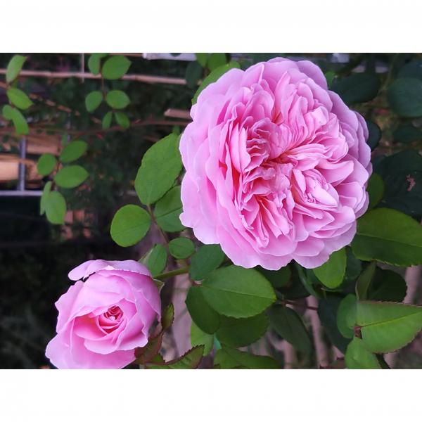 Rosa Eustacia Vye - Rose anglaise David Austin à fleurs doubles rose ...