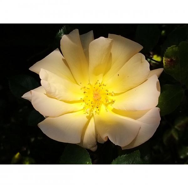Rosa Amber Sun, obtention Kordes, rosiers couvre sol, floribunda.