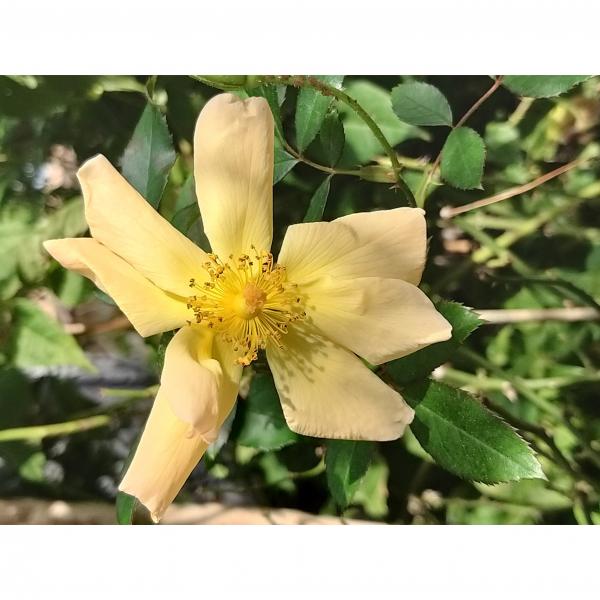 Rosa Amber Sun, obtention Kordes, rosiers couvre sol, floribunda.