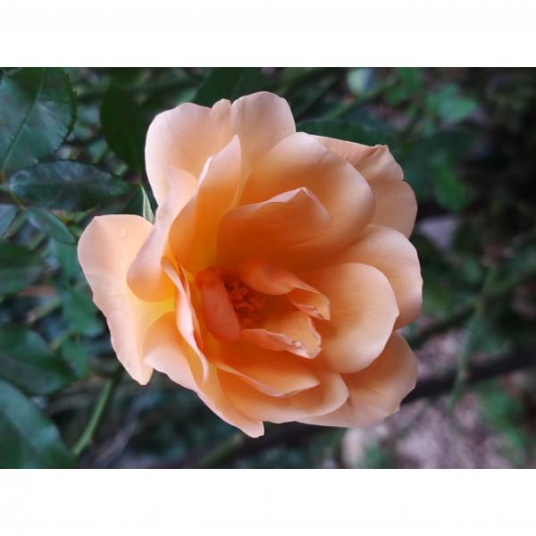 Rosa Amber Sun, obtention Kordes, rosiers couvre sol, floribunda.