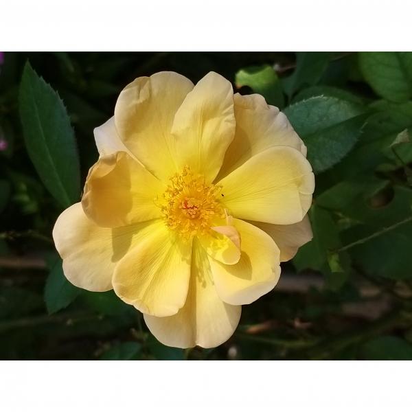 Rosa Amber Sun, obtention Kordes, rosiers couvre sol, floribunda.