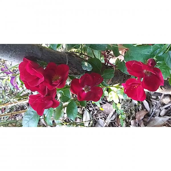 Rosier couvre-sol Marondo - Rosier paysager à floraison rouge velours.