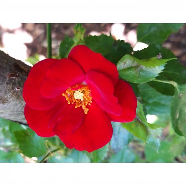 Rosier couvre-sol Marondo - Rosier paysager à floraison rouge velours.