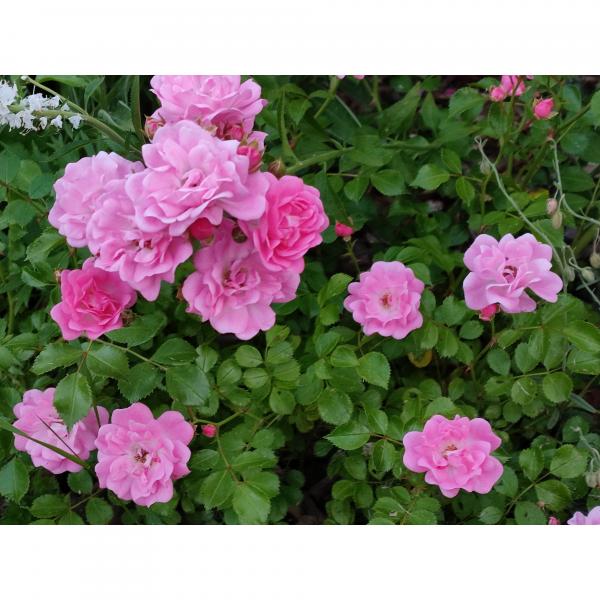Rosier couvre-sol Satina - Rosa (x) polyantha - Fleurs rose tendre au ...