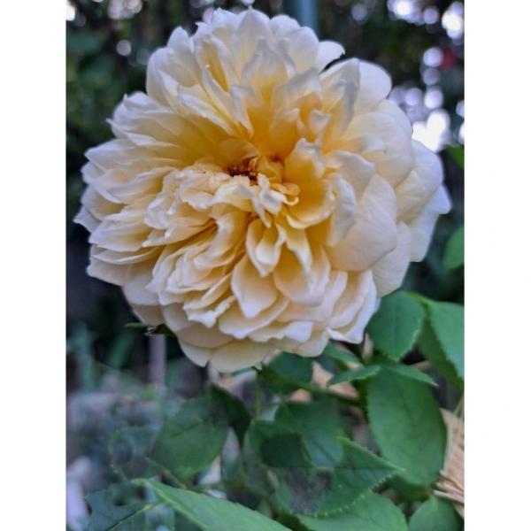 Rosier David Austin Bathsheba - Auschimbley - Nouveauté grimpante, aux ...