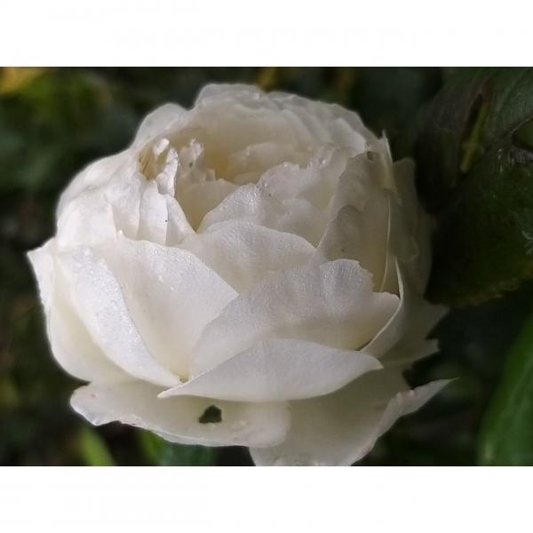 Rosa Claire Austin® - Ausprior - Rose anglaise David Austin - Fleurs ...