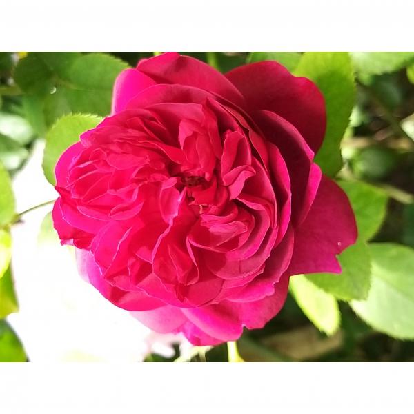 Rosa Darcey Bussel ® - Ausdecorum - Rose anglaise David Austin - Des ...