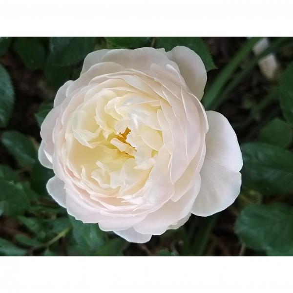 Rosa Desdemona® - Auskindling - Rose anglaise David Austin, exquis, à ...
