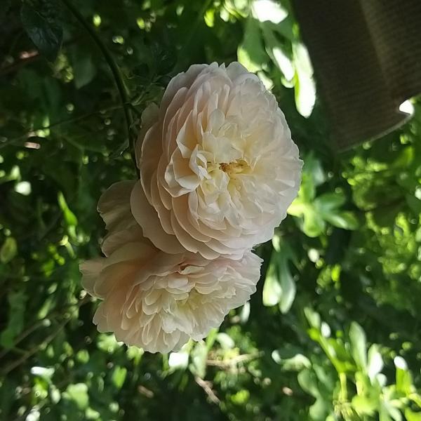 Rosa Emily Brontë - Ausearnshaw - Rose anglaise David Austin à fleurs ...
