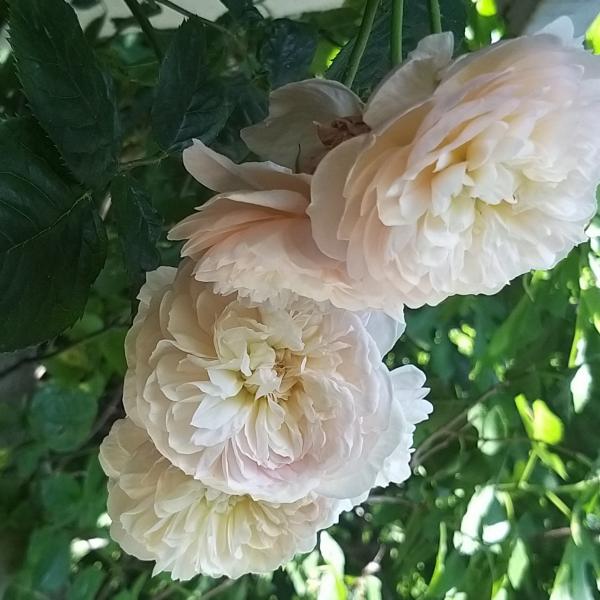 Rosa Emily Brontë - Ausearnshaw - Rose anglaise David Austin à fleurs ...