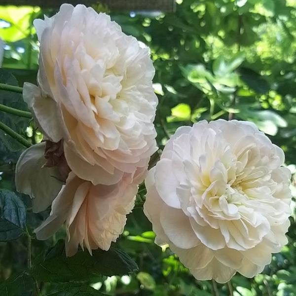 Rosa Emily Brontë - Ausearnshaw - Rose anglaise David Austin à fleurs ...