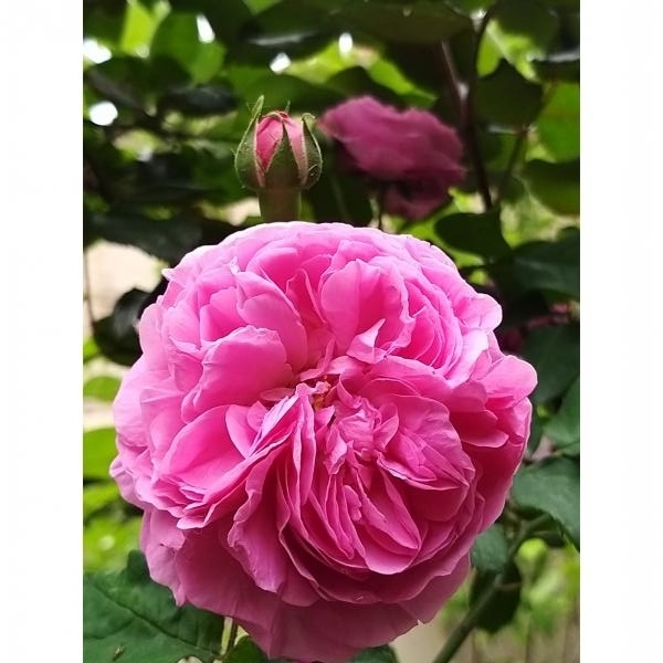 Rosier David Austin Heritage Ausblush - Arbustif, à fleurs roses en ...