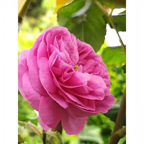 Rosier David Austin Heritage Ausblush - Arbustif, à fleurs roses en ...