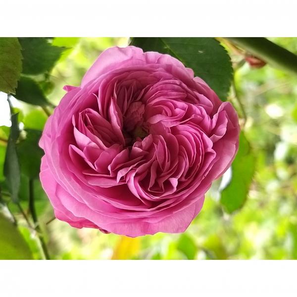 Rosier David Austin Heritage Ausblush - Arbustif, à fleurs roses en ...