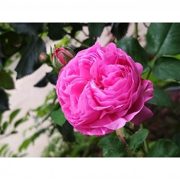 Rosier David Austin Heritage Ausblush - Arbustif, à fleurs roses en ...