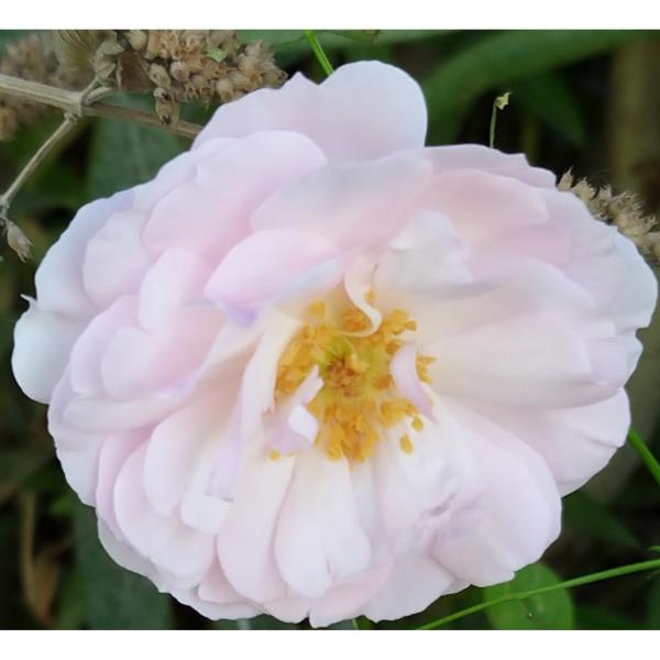 Rosa Lady Salisburry® - Auscezed - Rose anglaise David Austin - Des ...