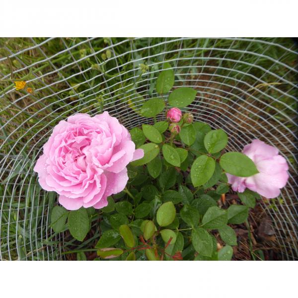 Rosa Mary Rose Ausmary - Rose anglaise David Austin aux fleurs rose pur ...