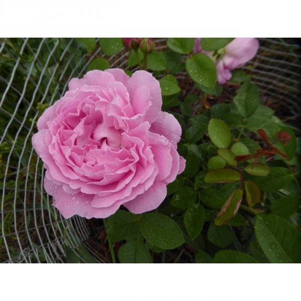Rosa Mary Rose Ausmary - Rose anglaise David Austin aux fleurs rose pur ...