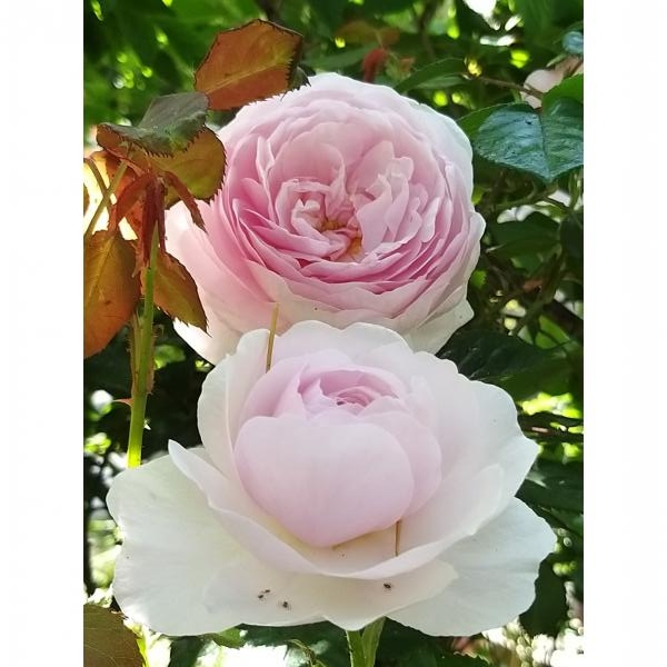 Rosa Olivia Rose Austin® - Ausmixture - Rose anglaise, l'une des ...