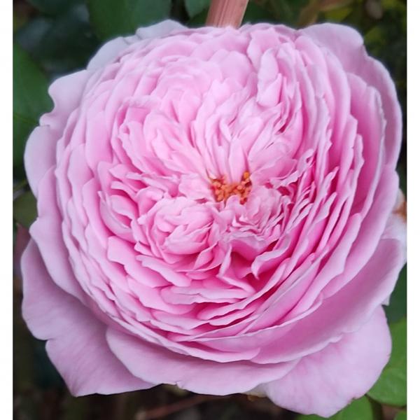 Rosa Spirit of Freedom® - Ausbite - Rose anglaise David Austin