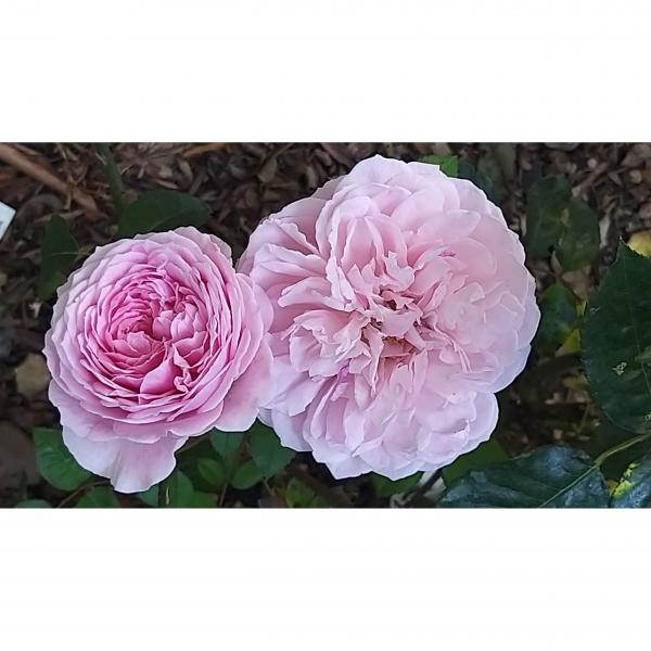 Rosa Spirit of Freedom® - Ausbite - Rose anglaise David Austin