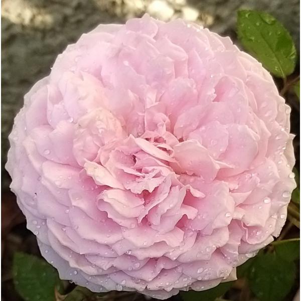 Rosa Spirit of Freedom® - Ausbite - Rose anglaise David Austin