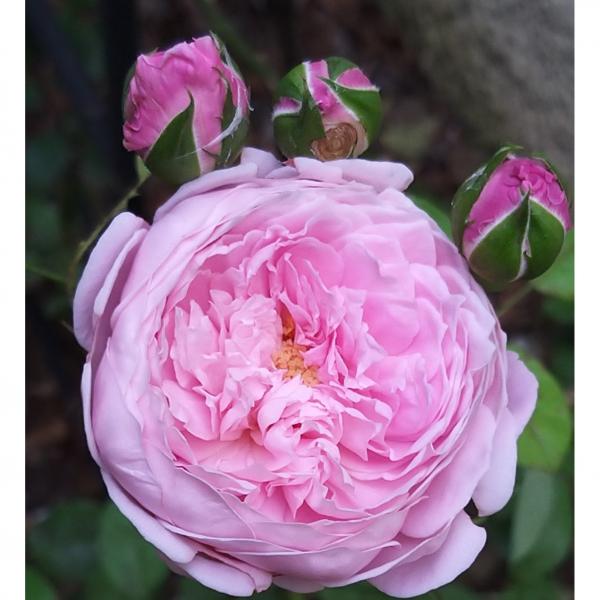 Rosa Spirit of Freedom® - Ausbite - Rose anglaise David Austin