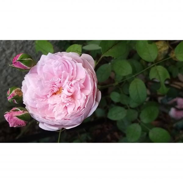 Rosa Spirit of Freedom® - Ausbite - Rose anglaise David Austin