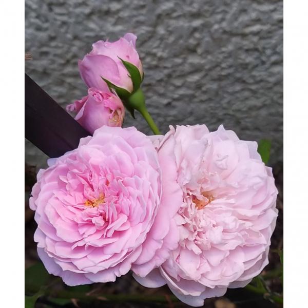 Rosa Spirit of Freedom® - Ausbite - Rose anglaise David Austin