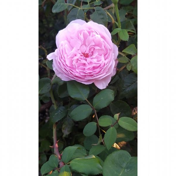 Rosa Spirit of Freedom® - Ausbite - Rose anglaise David Austin