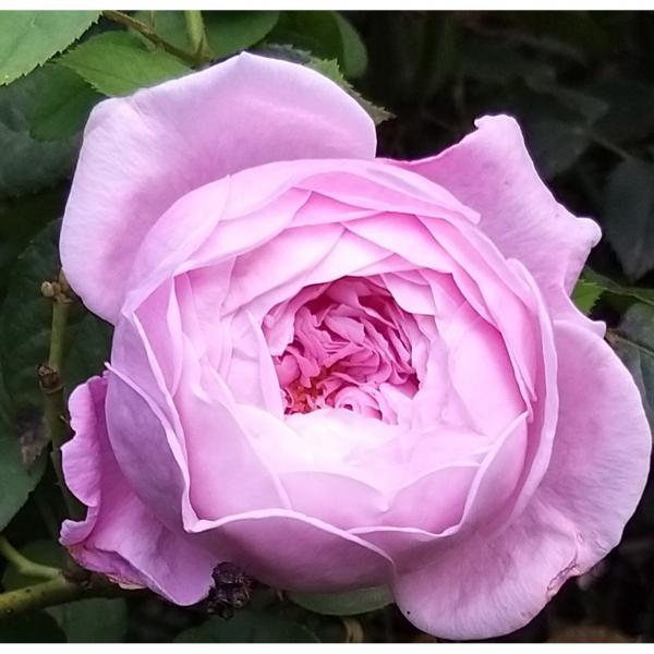 Rosa Spirit of Freedom® - Ausbite - Rose anglaise David Austin