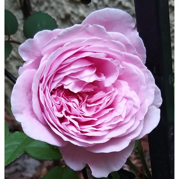 Rosa Spirit of Freedom® - Ausbite - Rose anglaise David Austin