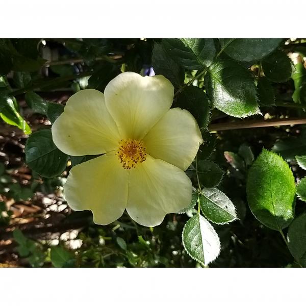 Rosa Tottering-by-Gently - Auscartoon - Rose anglaise David Austin à ...