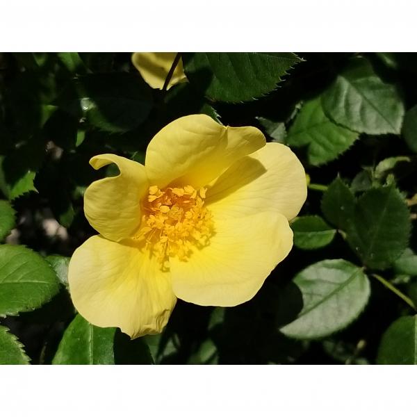 Rosa Tottering-by-Gently - Auscartoon - Rose anglaise David Austin à ...