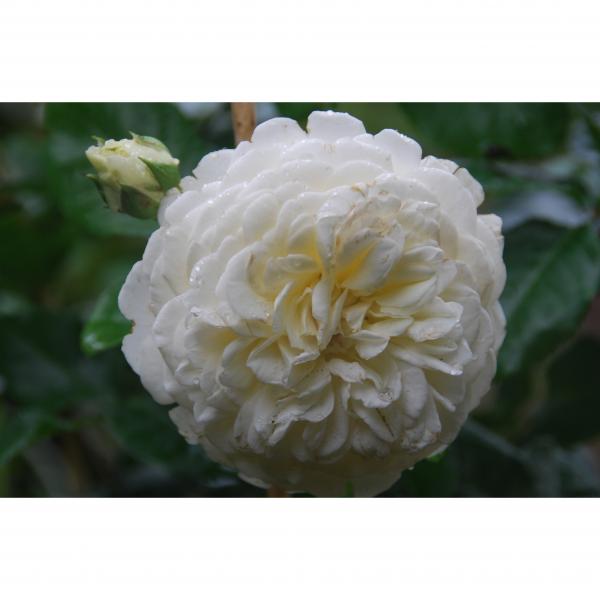 Rosa Tranquility® - Ausnoble - Rose anglaise David Austin - Des fleurs ...