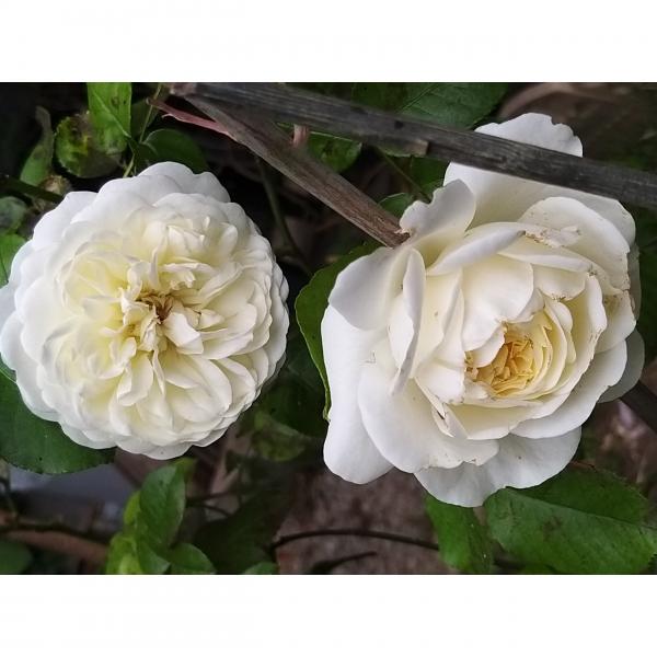 Rosa Tranquility® - Ausnoble - Rose anglaise David Austin - Des fleurs ...