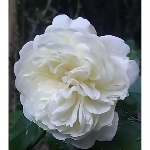 Rosa Tranquility® - Ausnoble - Rose anglaise David Austin - Des fleurs ...