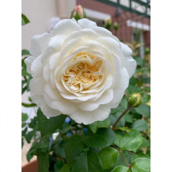 Rosa Tranquility® - Ausnoble - Rose anglaise David Austin - Des fleurs ...
