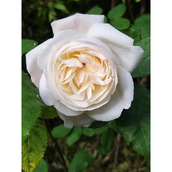Rosa Winchester Cathedral Auscat - Rose anglaise David Austin aux ...